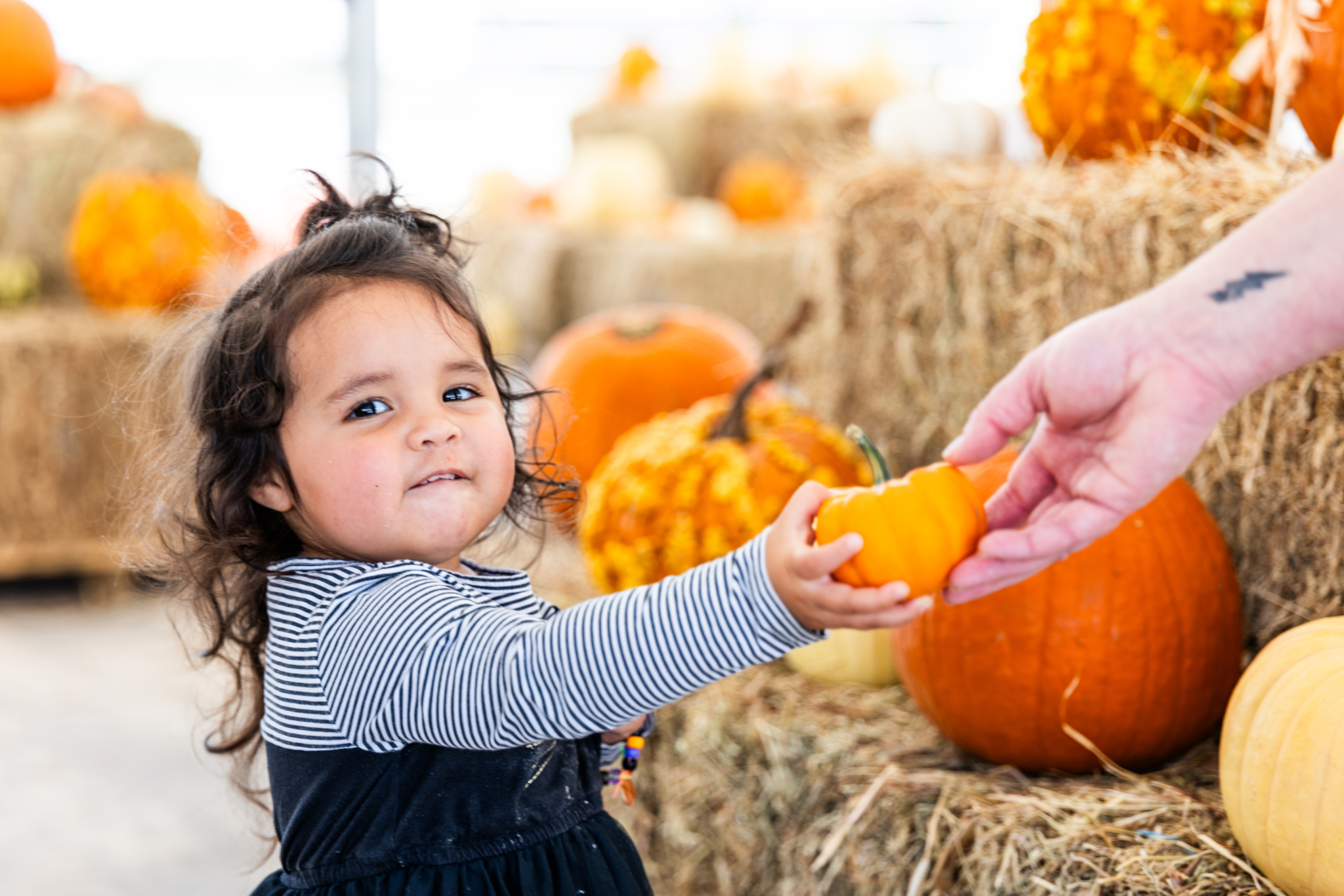Hill Country Pumpkins | Visit Us on 290West!